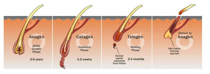 Veel voorkomende oorzaken van baardverlies (en oplossingen) - Dutch ...